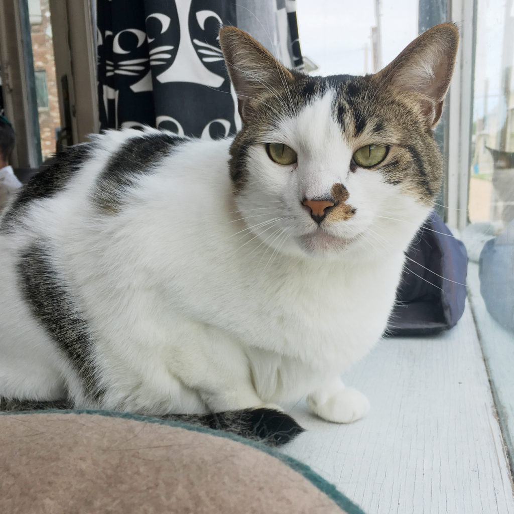 MAUHAUS Cat Cafe & Lounge » Wall of Fame