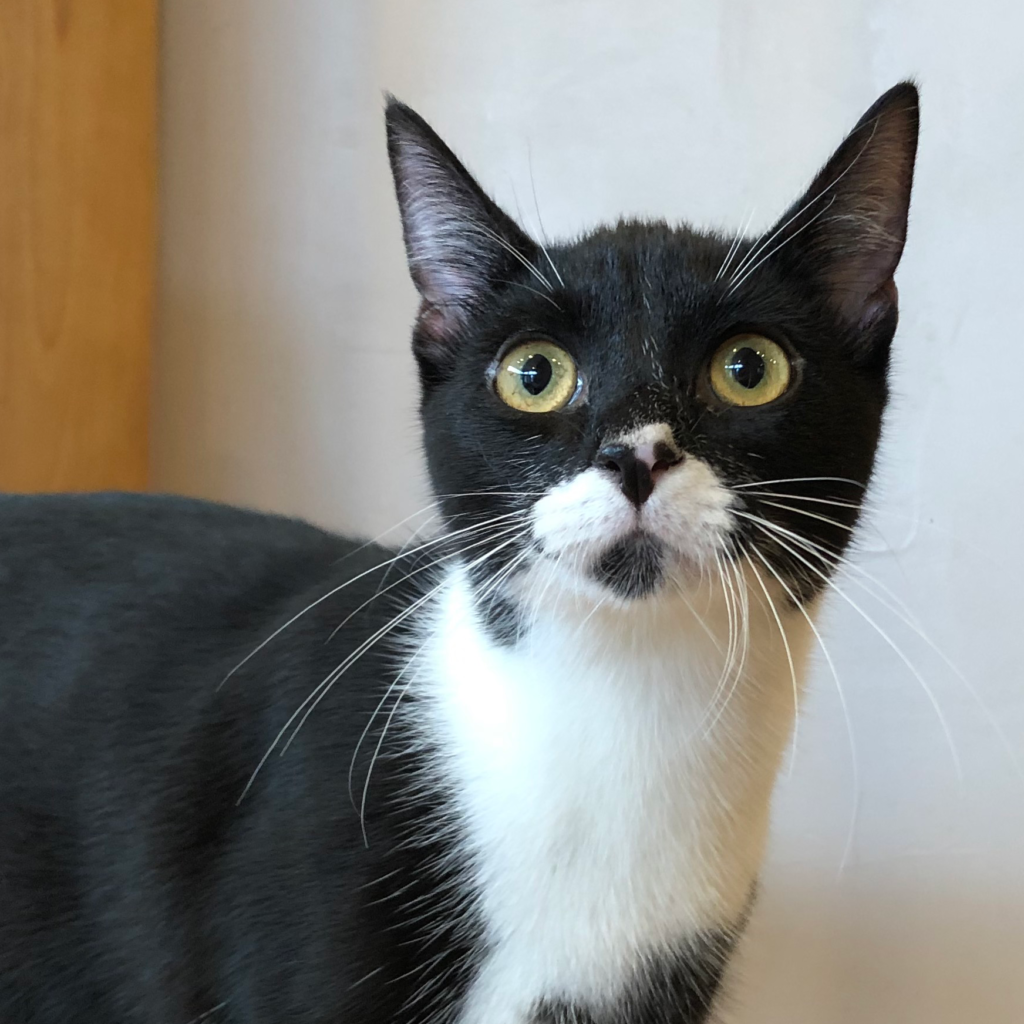 MAUHAUS Cat Cafe & Lounge » Wall of Fame