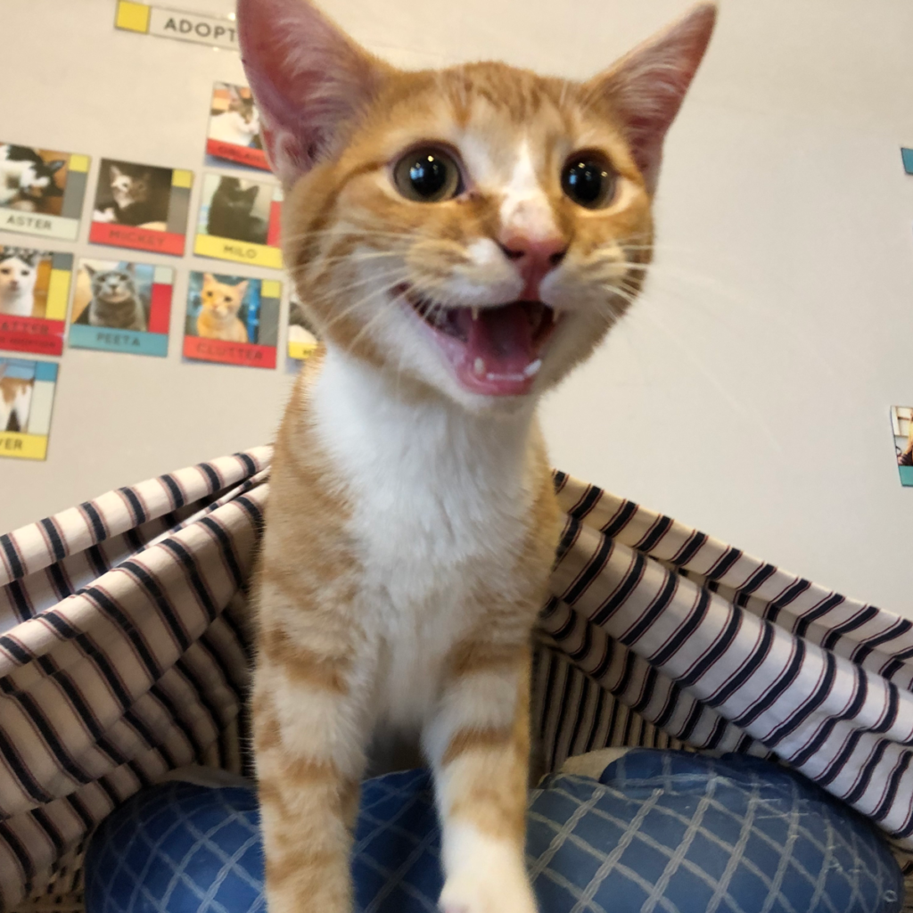 MAUHAUS Cat Cafe & Lounge » Wall of Fame