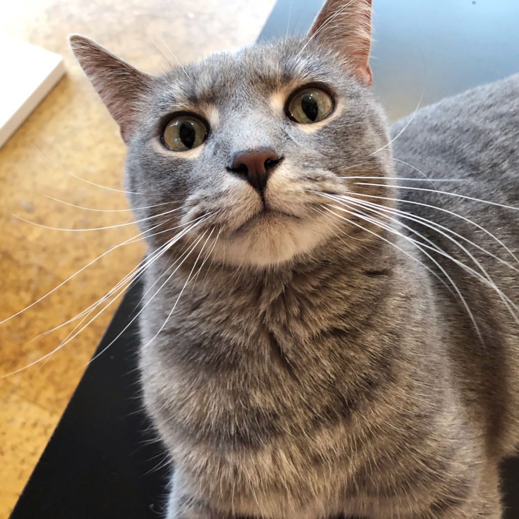 MAUHAUS Cat Cafe & Lounge » Wall of Fame