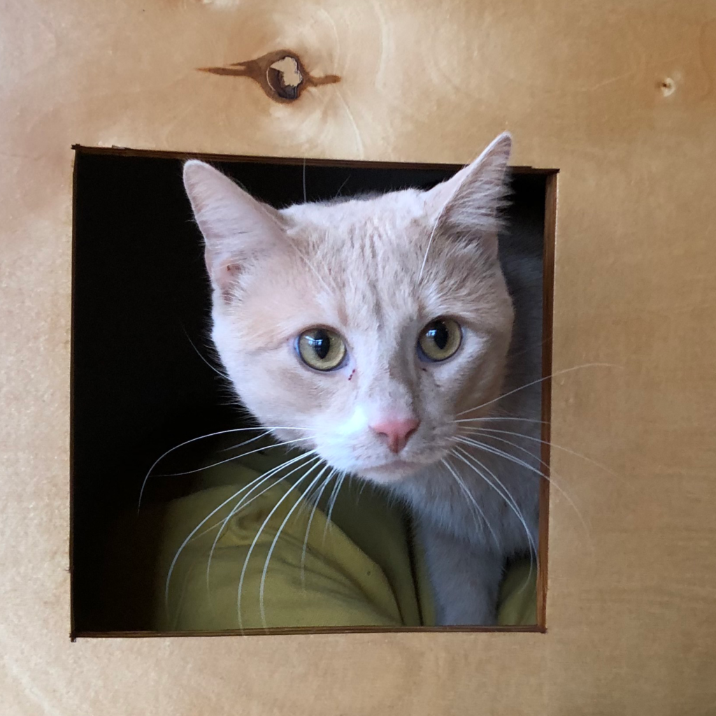 MAUHAUS Cat Cafe & Lounge » Wall of Fame