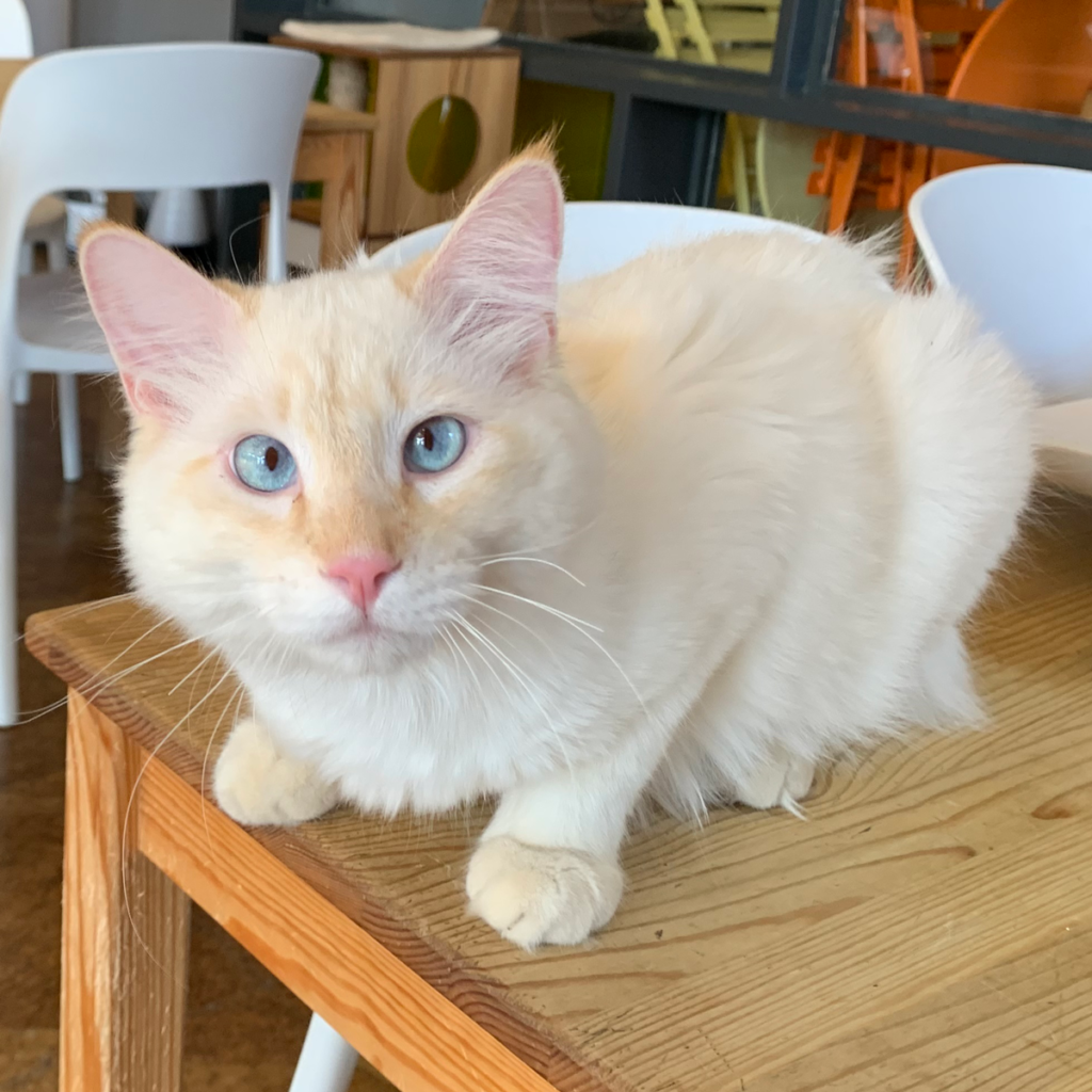 MAUHAUS Cat Cafe & Lounge » Wall of Fame