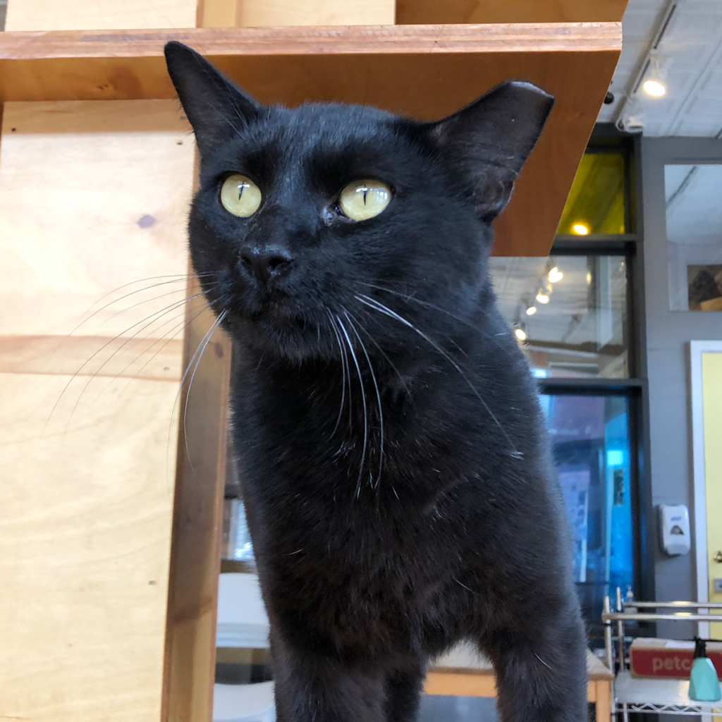 MAUHAUS Cat Cafe & Lounge » Wall of Fame