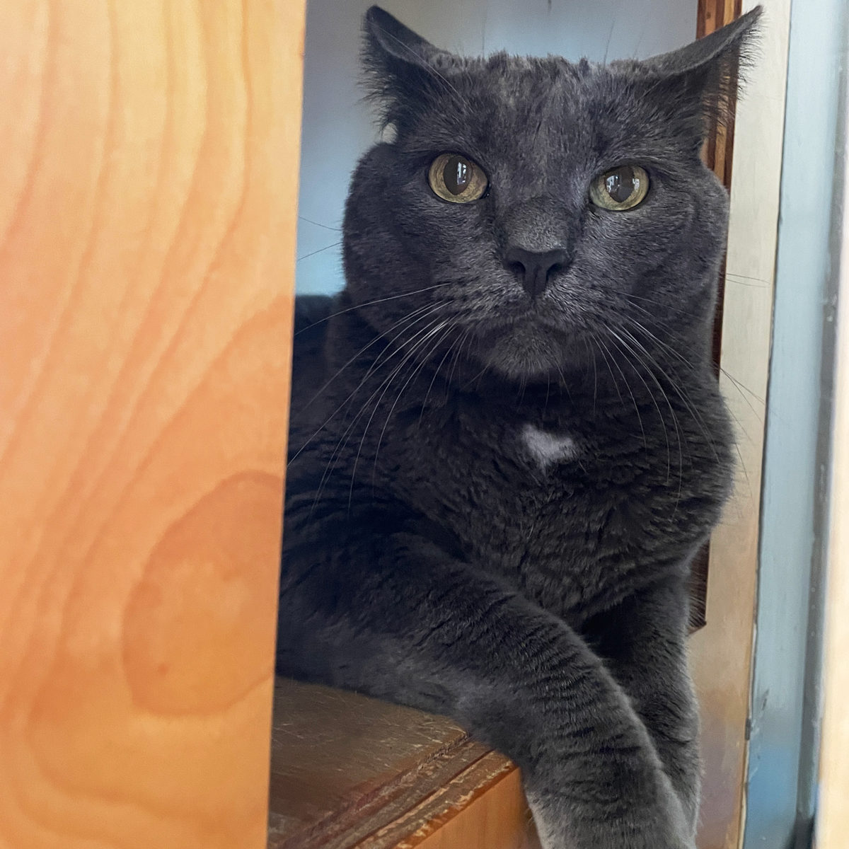 MAUHAUS Cat Cafe & Lounge