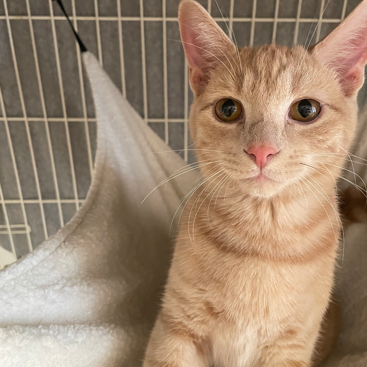 MAUHAUS Cat Cafe & Lounge